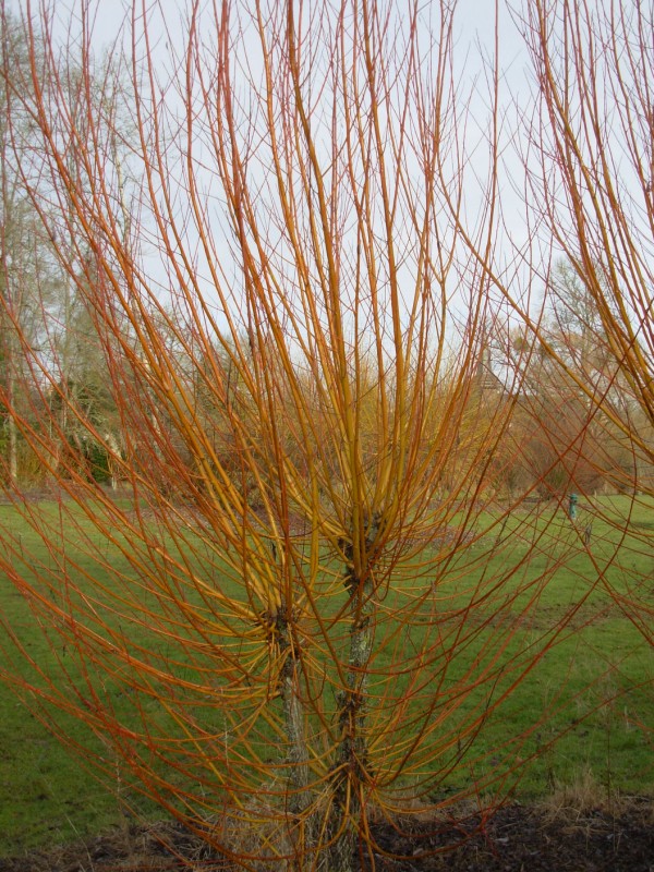 le Pré des Saules - Le Pré des Saules